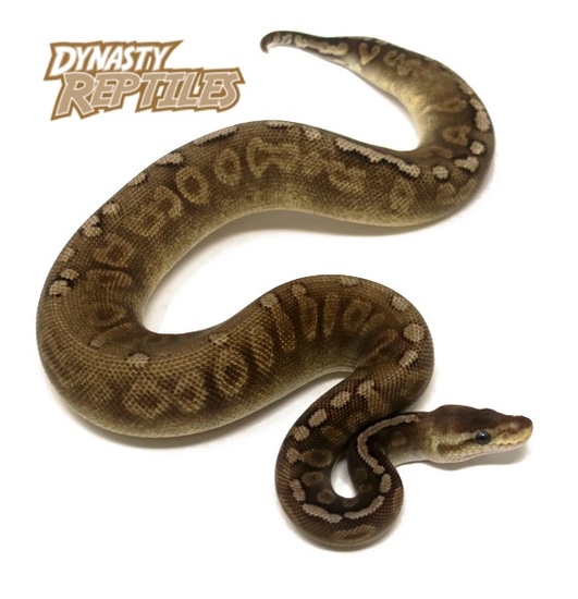 GHI Pewter Spotnose Ball Python by Dynasty Reptiles