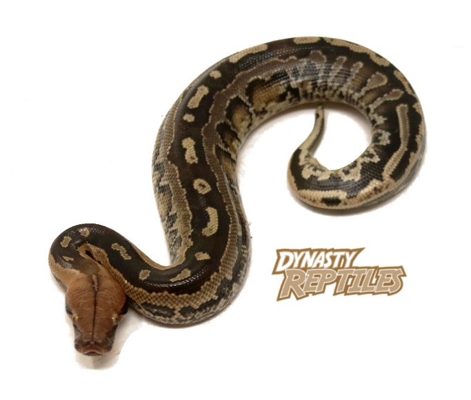 Short Tail Borneo Short-tailed Python by Dynasty Reptiles - MorphMarket