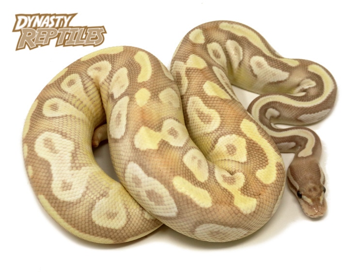 Banana Mojave Ball Python by Dynasty Reptiles - MorphMarket