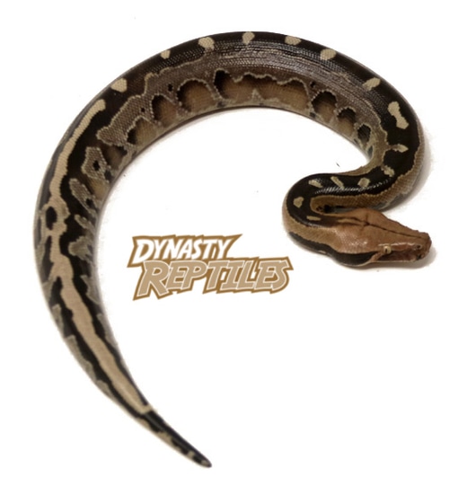 Borneo Short-tailed Borneo Short-Tailed Python by Dynasty Reptiles