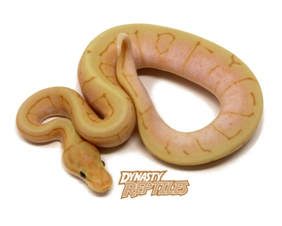 Banana Spinner Ball Python by Dynasty Reptiles