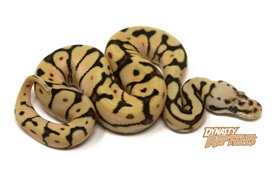 Bee YB Ball Python by Dynasty Reptiles