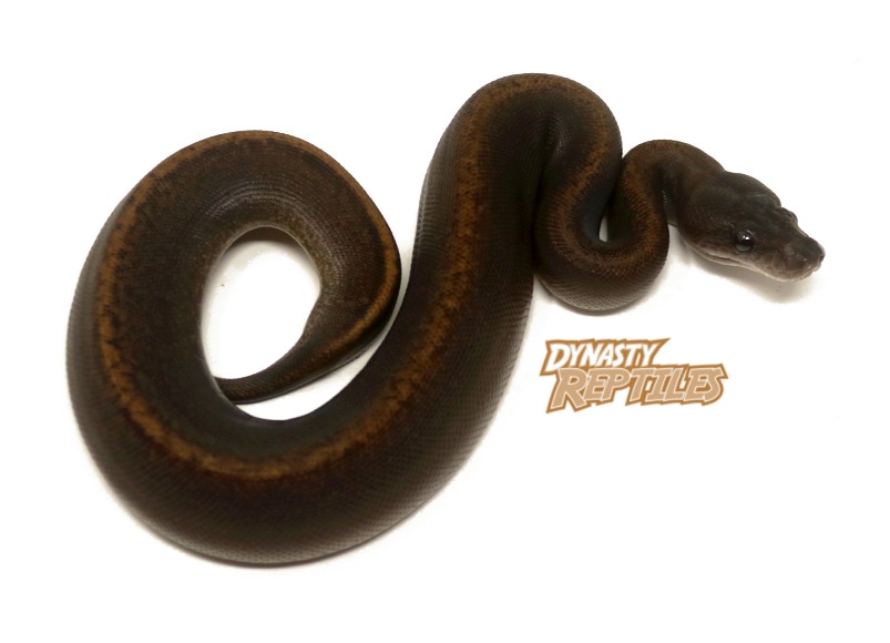 Suma Ball Python by Dynasty Reptiles - MorphMarket