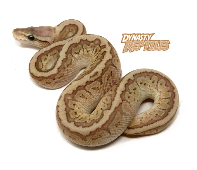 Emperor Pin Ball Python by Dynasty Reptiles - MorphMarket