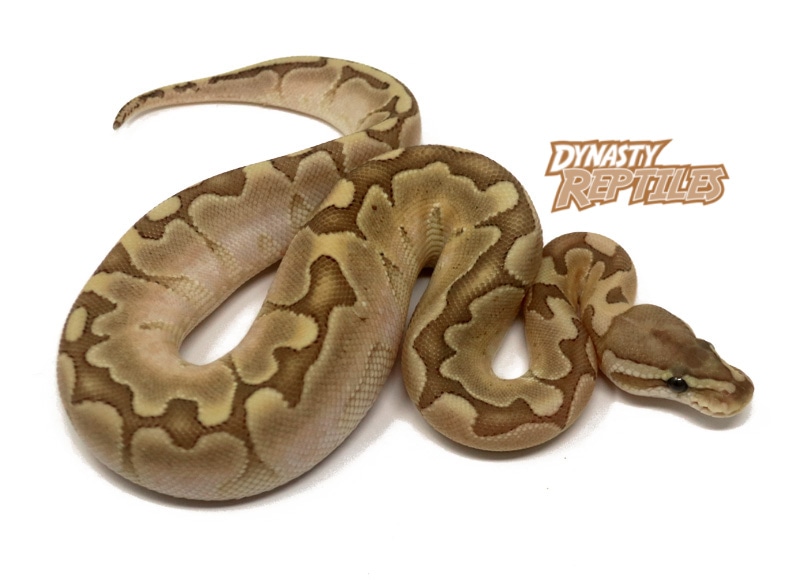 Bamboo Enchi Ball Python by Dynasty Reptiles - MorphMarket