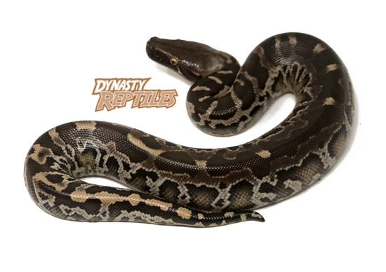 Black Blood Python Sumatran Short-Tailed Python by Dynasty Reptiles