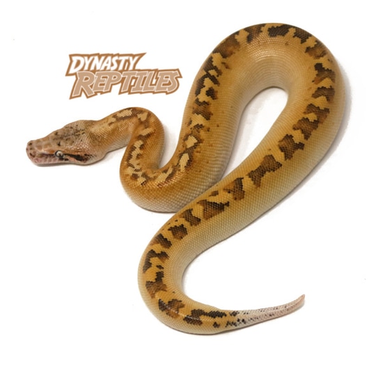 Ivory Blood Python by Dynasty Reptiles
