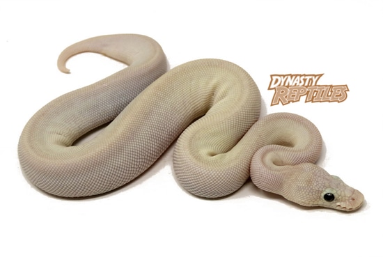 BEL Combo High Ball Python by Dynasty Reptiles
