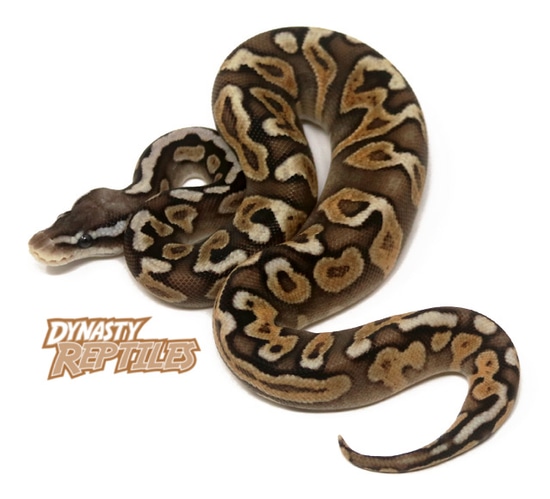 GHI Pewter Enchi Ball Python by Dynasty Reptiles