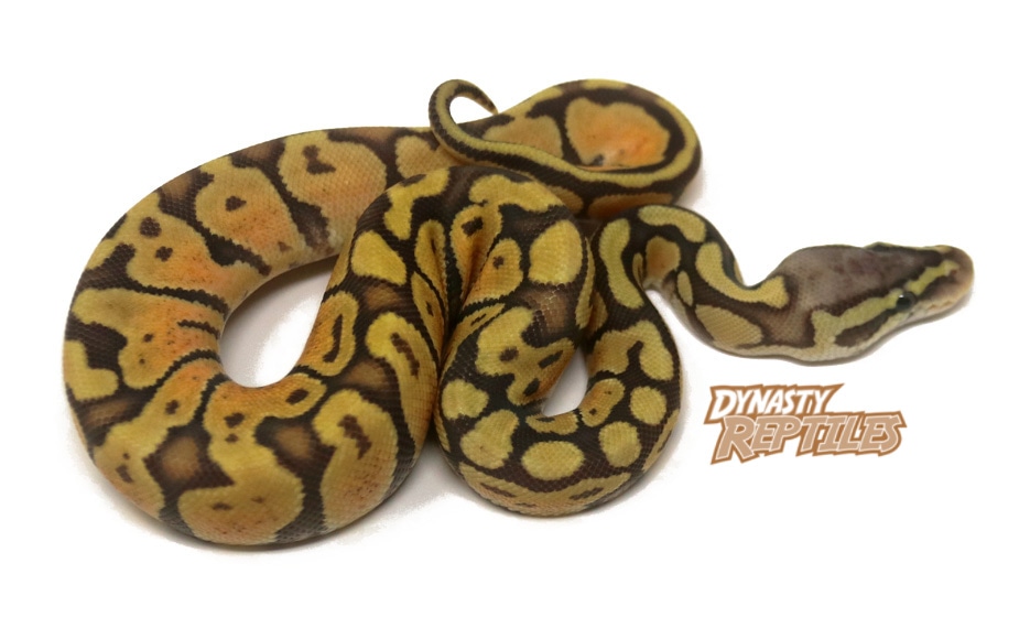 Enchi Pastel Ghost Ball Python by Dynasty Reptiles - MorphMarket