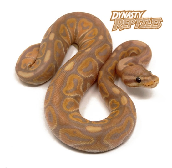 Banana Het Red Axanthic Ball Python by Dynasty Reptiles