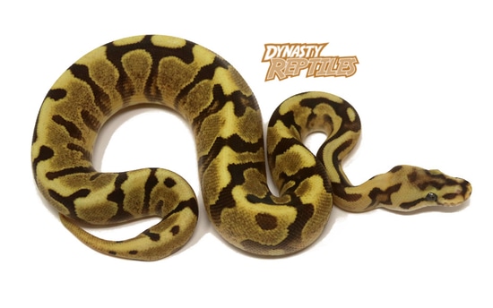 Spotnose HGW Fire YB Ball Python by Dynasty Reptiles