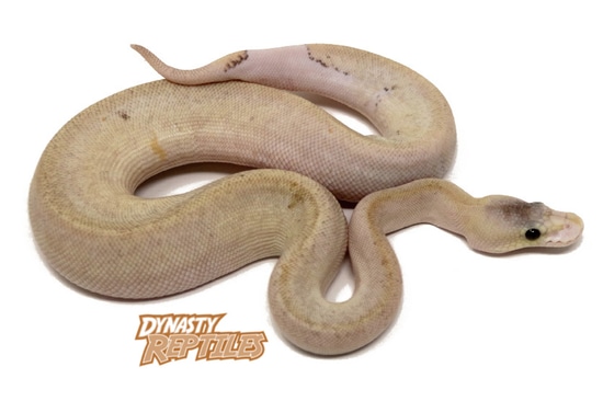 Champagne Pewter Ball Python by Dynasty Reptiles