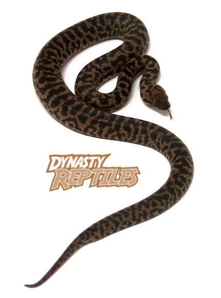 Spotted Python by Dynasty Reptiles - MorphMarket