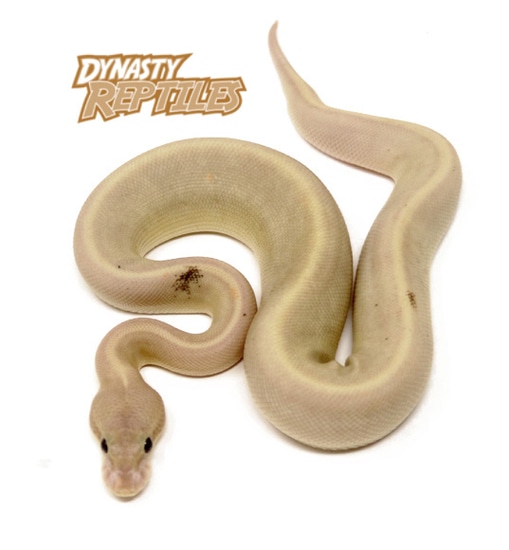 Banana Super Cinnamon Spotnose Ball Python by Dynasty Reptiles