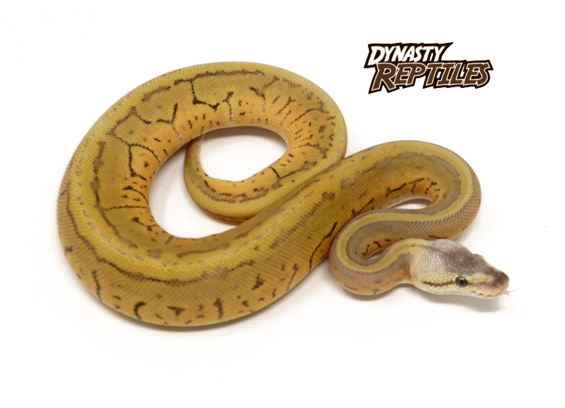 Leopard Super Blast Ball Python by Dynasty Reptiles - MorphMarket