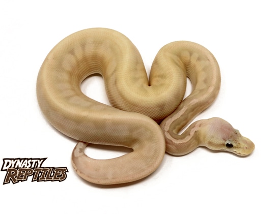 Banana GHI Pewter Ball Python by Dynasty Reptiles