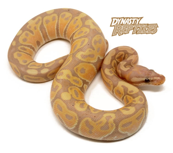 Banana Ball Python by Dynasty Reptiles - MorphMarket