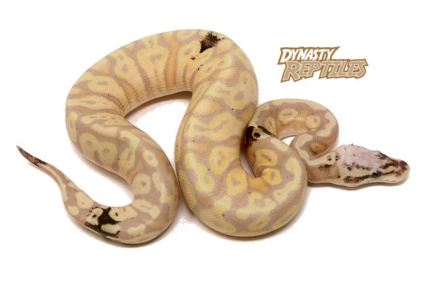 Banana Pastel (Paradox) Ball Python by Dynasty Reptiles - MorphMarket