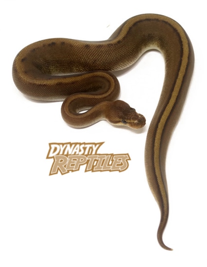 Genetic Stripe Ball Python by Dynasty Reptiles