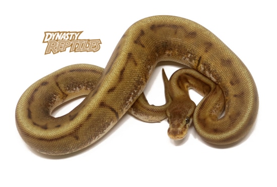Genetic Stripe Spider Ball Python by Dynasty Reptiles