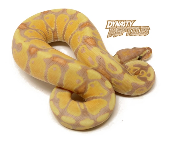 Banana Enchi Ball Python by Dynasty Reptiles