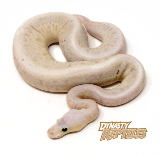 Bamboo Pewter Blast Ball Python by Dynasty Reptiles
