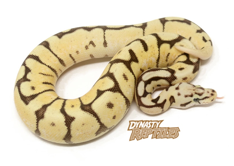Fire Bee Ball Python by Dynasty Reptiles - MorphMarket