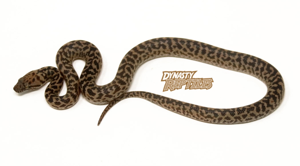 Het Granite Spotted Python by Dynasty Reptiles - MorphMarket
