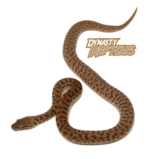 Stimson's Python More Python by Dynasty Reptiles