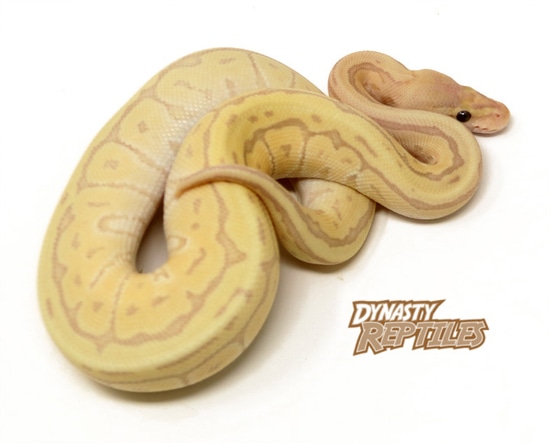 Banana Jigsaw Ball Python by Dynasty Reptiles