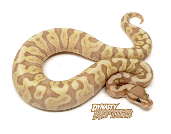 Banana GHI Mojave Woma Enchi Ball Python by Dynasty Reptiles