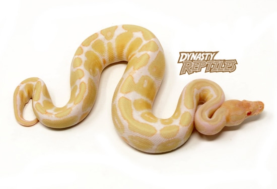 Banana Albino Ball Python by Dynasty Reptiles