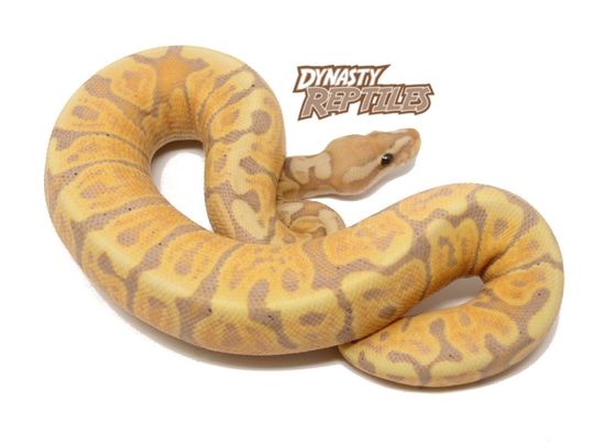 Banana GHI Woma Ball Python by Dynasty Reptiles