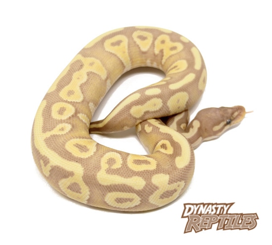Banana Mojave Fire Ball Python by Dynasty Reptiles