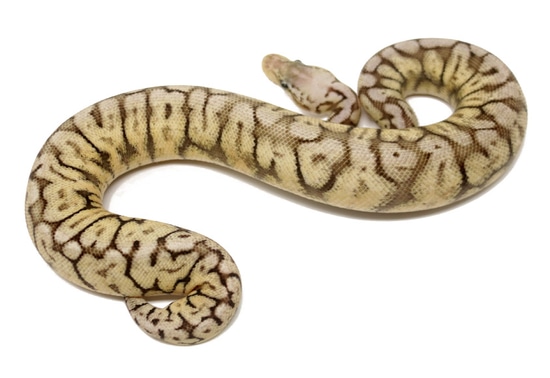 GHI Pewter Bee Enchi Ball Python by Dynasty Reptiles