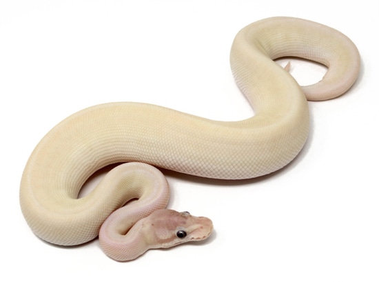 Banana Super Mojave Ball Python by Dynasty Reptiles