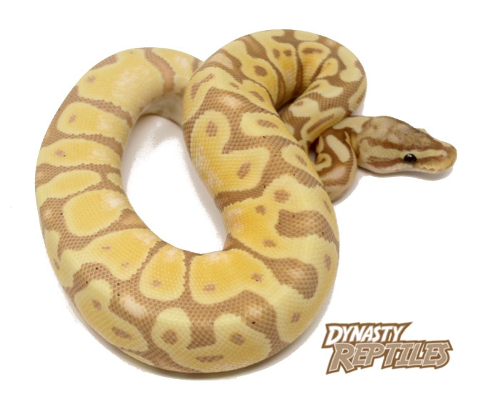 Banana Enchi Pastel Ball Python by Dynasty Reptiles - MorphMarket