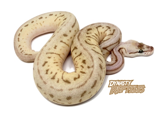 Leopard Queen Spin Ball Python by Dynasty Reptiles