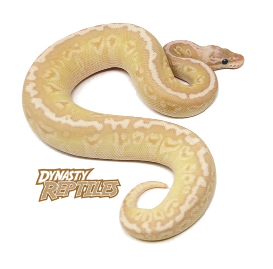 Banana Soul Sucker Pastel Ball Python by Dynasty Reptiles