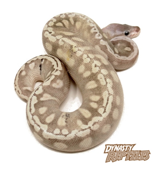 GHI HGW Super Pastel Mojave Calico Ball Python by Dynasty Reptiles