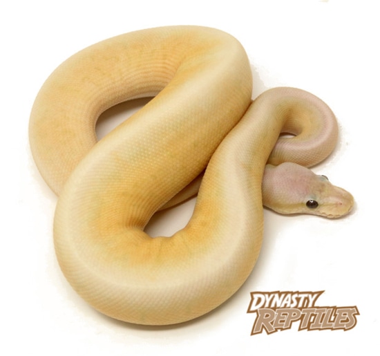 Banana Super Blast Cinnamon Ball Python by Dynasty Reptiles