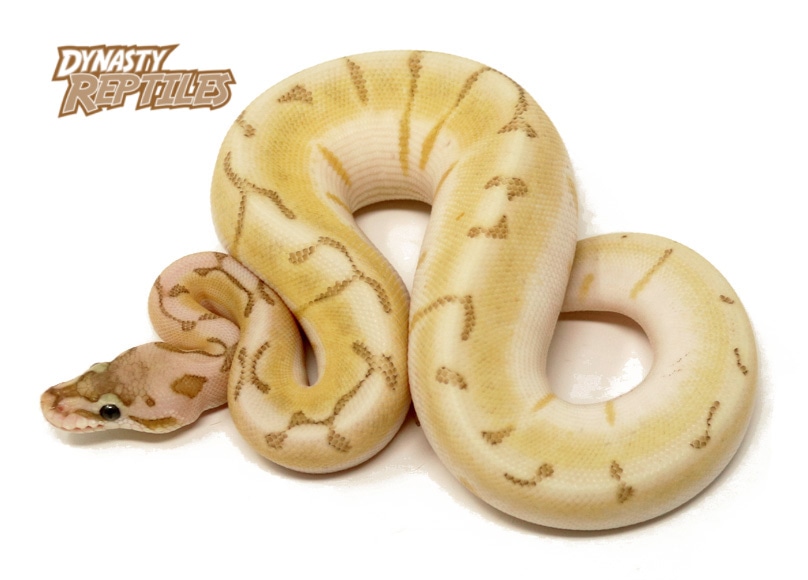 Bamboo Stinger Bee Ball Python by Dynasty Reptiles - MorphMarket