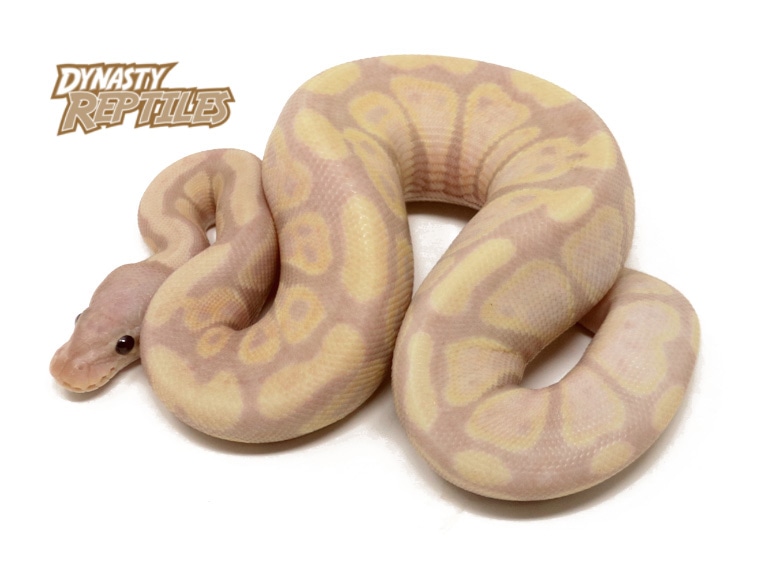 Super Banana Ball Python by Dynasty Reptiles - MorphMarket