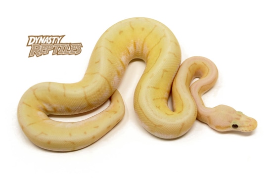 Banana Spinner Blast Ball Python by Dynasty Reptiles