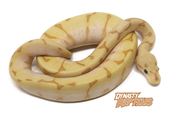 Banana Super Enchi Spider YB Ball Python by Dynasty Reptiles
