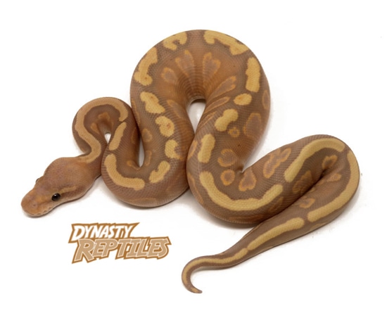 Banana GHI Mahogany Ball Python by Dynasty Reptiles