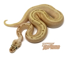 Bamboo Ball Pythons for Sale - MorphMarket US & Canada