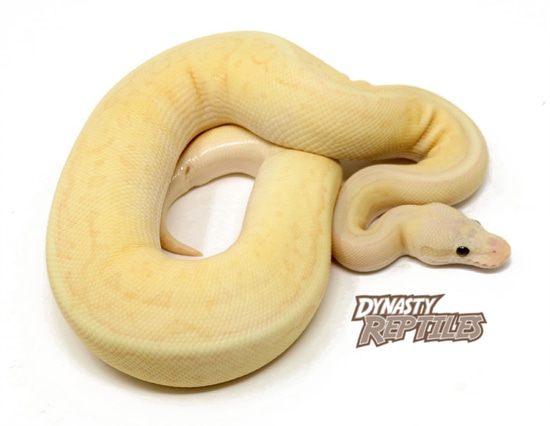 Banana Emperor Pin Ball Python by Dynasty Reptiles