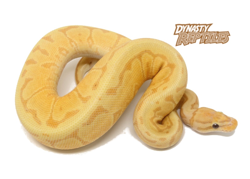 Banana Enchi Pin Ball Python by Dynasty Reptiles - MorphMarket